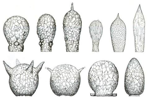 Genus Difflugia Microworld Protists Diatom Grain Of Sand