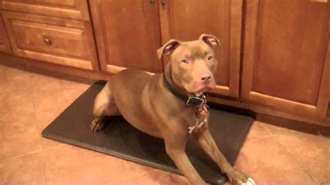 Red Nose Pitbull Wallpaper 34 Images
