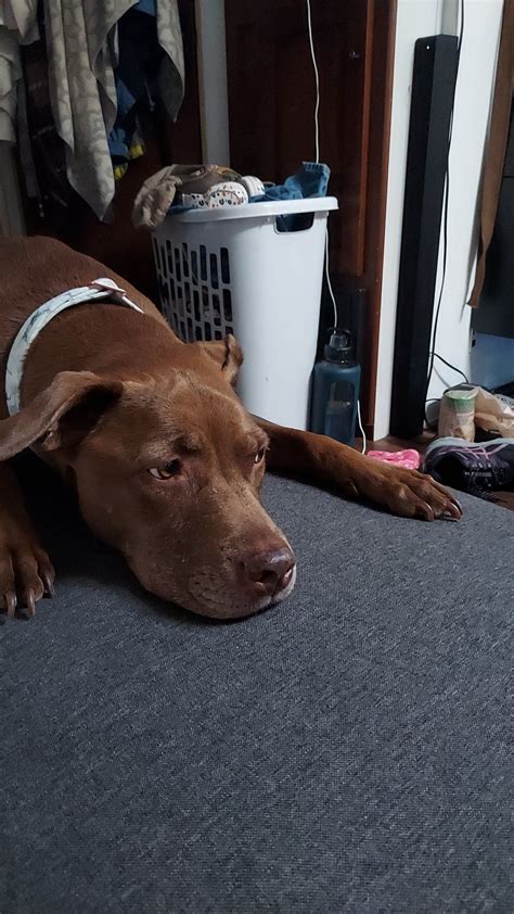 7 Year Old Pitbull Mix Named Bailey Rpitbulls