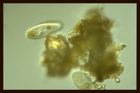 Protist Image Database