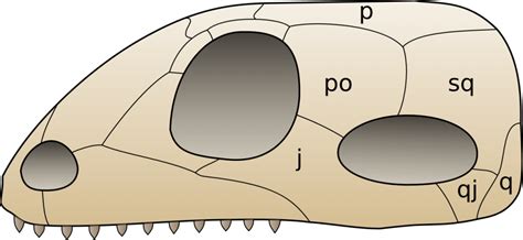 Difference Between Diapsid And Synapsid Compare The Difference Between Similar Terms