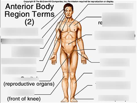 Anatomy Lab 1 Diagram Quizlet