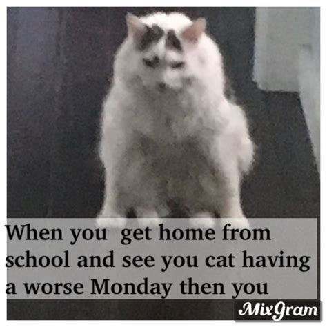 Funny Monday Cat Meme Funny Monday Cat Meme