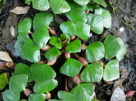 Trapa – eFlora of India