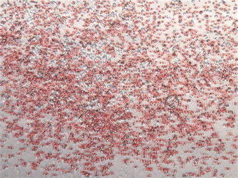 Segmenting Cells For Area Calculation Rimagej