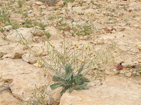 Plantsnap Identify Plants Trees Mushrooms With An App