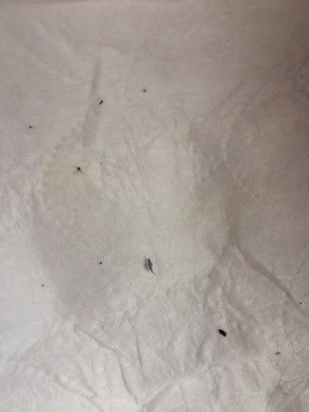 Tiny Black Bugs Making Head Itch Thriftyfun