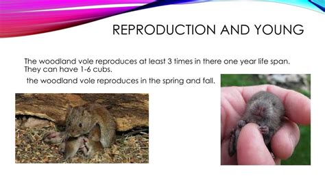 Ppt The Woodland Vole Powerpoint Presentation Free Download Id2249222