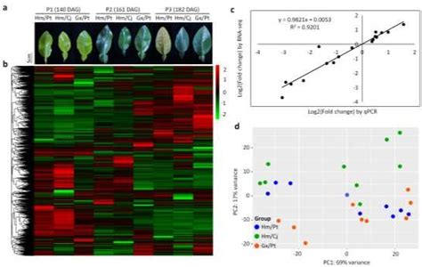 Transcriptome Analysis Of Leaves A Leaf Samples At Three Phases P1 Download Scientific
