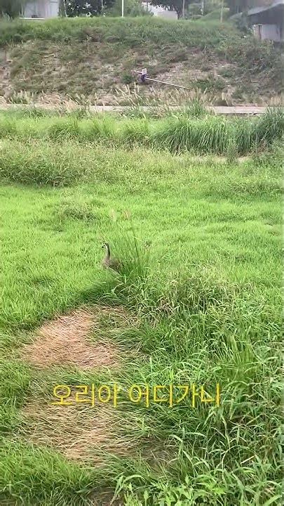 자연 탐석가다가 만난 귀여운 오리 탐석 오리 Youtube