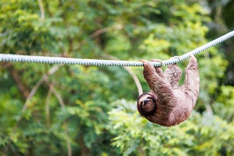 Sloth Conservation Project Rebecca Cliffe About The Sloth Conservation