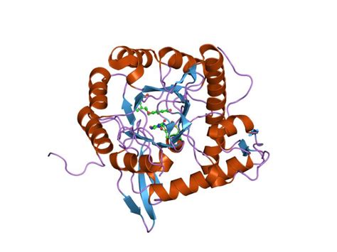 Imp Dehydrogenase Inosinic Acid Dehydrogenase