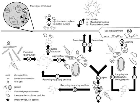 Conceptual Model Of Tep Cycling In The Ocean Capital Letters Identify Download Scientific