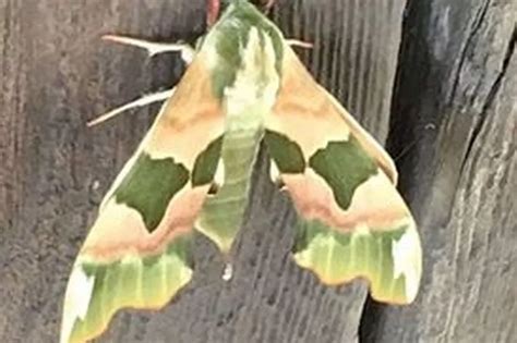 Giant Sex Driven Moth With Body The Size Of Adult Finger Found In
