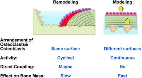 Bone Remodeling