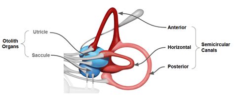 Anterior Canalithiasis Vestibular First