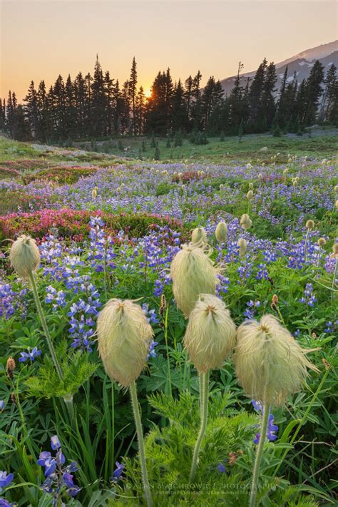 Mount Rainier National Park Alan Majchrowicz Photography
