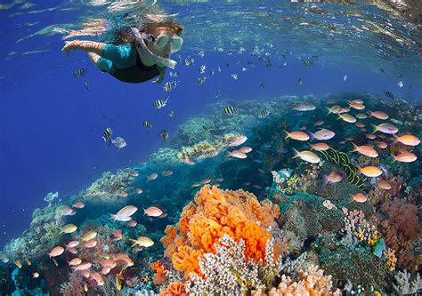 Snorkeling Coral Reef State Park