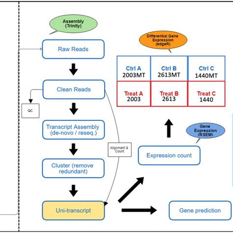 RNA Seq Workflow Chart The Major Procedures Were Sketched The Download Scientific Diagram