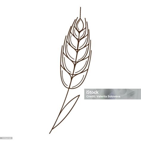 밀 호밀 스파이크렛 가을 수확의 상징 윤곽선이 있는 요소를 디자인합니다 낙서 손으로 그린 플랫 디자인 검정 흰색 벡터 그림 흰색