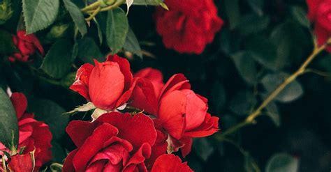 꽃 사진 꽃이 피는 붉은 꽃 빨간 장미 섬세한 수직 쐈어 식물군 정원 장미 화초 확대에 관한 무료 스톡 사진