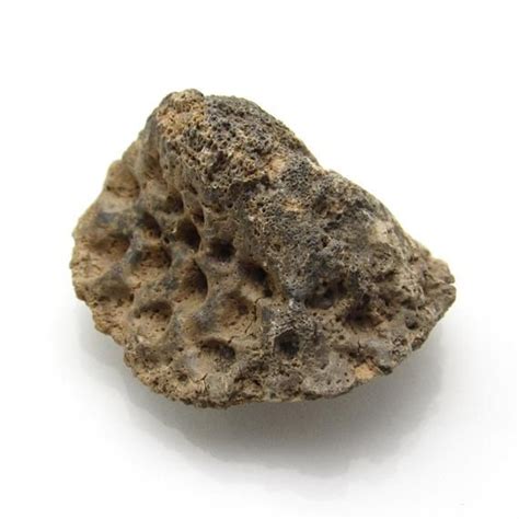 Fossilized Crocodile Alligator Scute Fossil Scale From St Mary S River