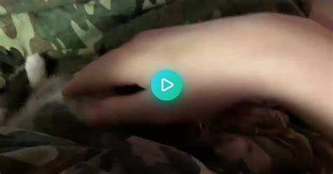 Badger Gets Her Bedtime Mewssage Album On Imgur