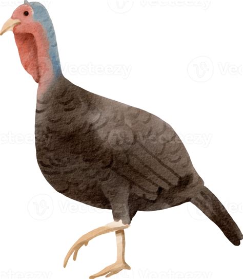 Turkey Face Parts