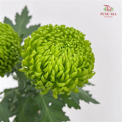 Chrysanthemum Ping Pong Green 10 12 Stems Wholesale Flowers