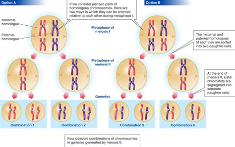 Homologous Chromosomes Diagram