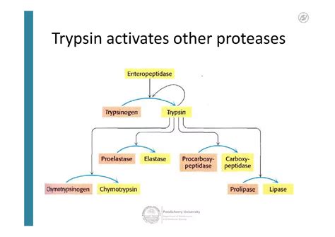 Proteolytic Activation Pdf