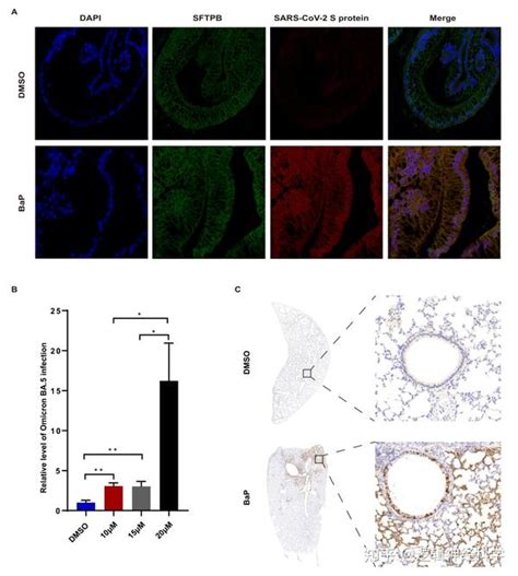 Adv Sci︱海军军医大学曹广文团队揭示香烟烟雾促进新冠感染的机制与关键分子 知乎