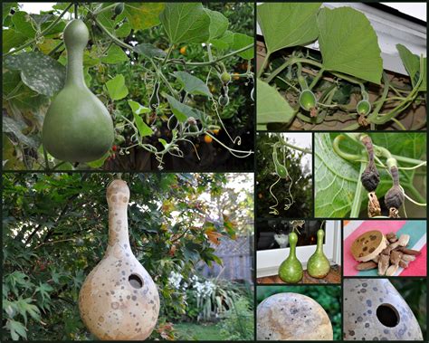 Birdhouse Gourds Gardening Nirvana