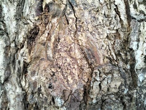 Texture Pattern Formed For The Rough Bark Of Huge Trees Pine Bark Texture For Background Stock