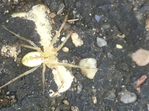 Hammock Spider Inaturalist Pityohyphantes Bugguide Net