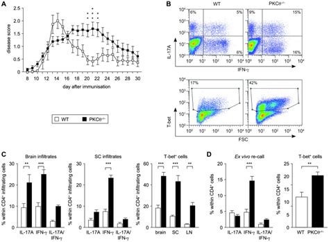 A Experimental Autoimmune Encephalomyelitis Eae Disease Progression
