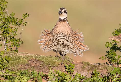 Bobwhite Quail Bird Edge Birds Bobwhite Quail John A Ruthven