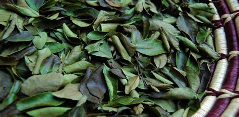 Yaupon Holly Tea A Native Coffee Alternative Home Grown Hand Gathered