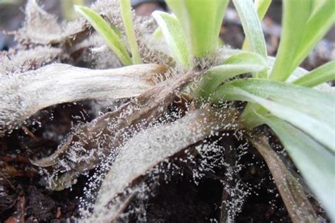 Фунгицид Фундазол: описание и инструкция по применению