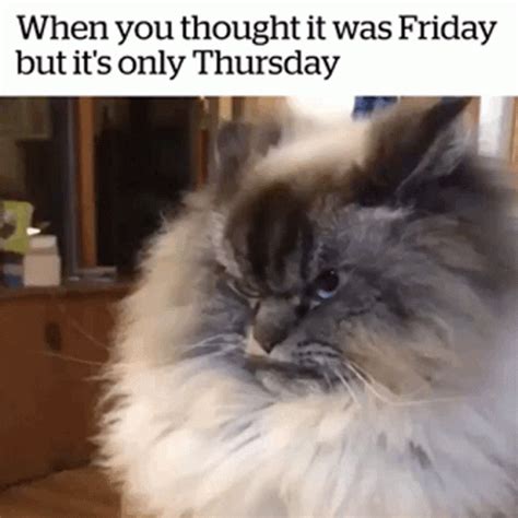 Grumpy Cat Happy Thursday