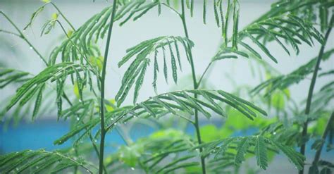 가지 고요한 나뭇잎 녹지 매크로 무성한 무성한 녹색 무성한 식물 방울 비 비의 신선함 빗방울 성장 수분 수화 작용 식물 식물 생활 식물군