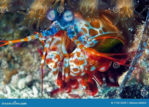 Peacock Mantis Shrimp Gets Out Of His Burrow Underwater Macro