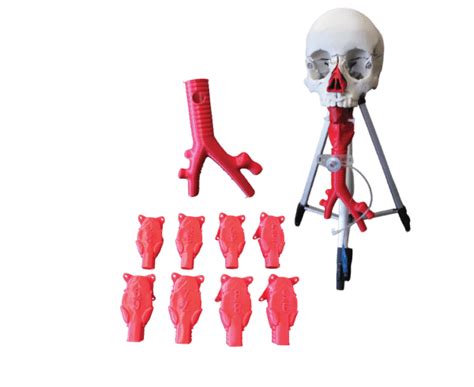 Set Patcom Head Model 8 Larynx Add Ons 2 9 Bronchial Extension 10 Patcom Medical Inc