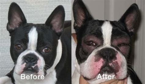 How To Treat A Hornet Sting On A Dog