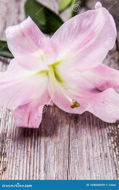 Roze Lelie Stock Afbeelding Image Of Macro Lotusbloem 104608459