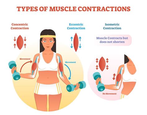 Isometric Vs Isotonic Exercises Examples Differences And Benefits