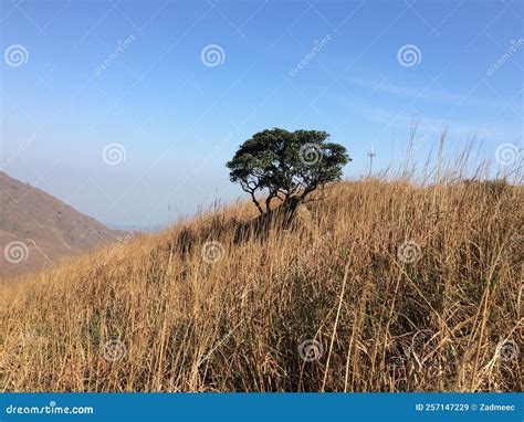 Tree Surrounded By Dry Grass Stock Image Image Of Prairie Peaceful