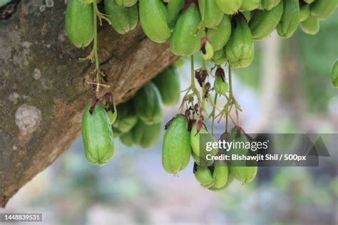 Bilimbi Photos And Premium High Res Pictures Getty Images
