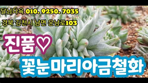 1월22일일진품꽃눈마리아금♡ Youtube