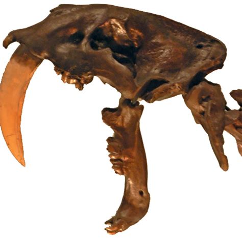 Smilodon Fatalis — Википедия